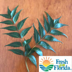 neem leaves for herbal remedies