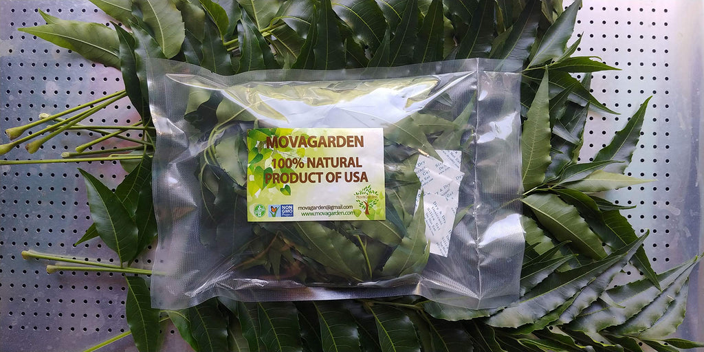 neem leaves for herbal remedies