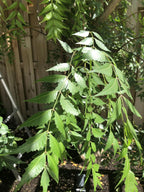 neem leaves for immune support