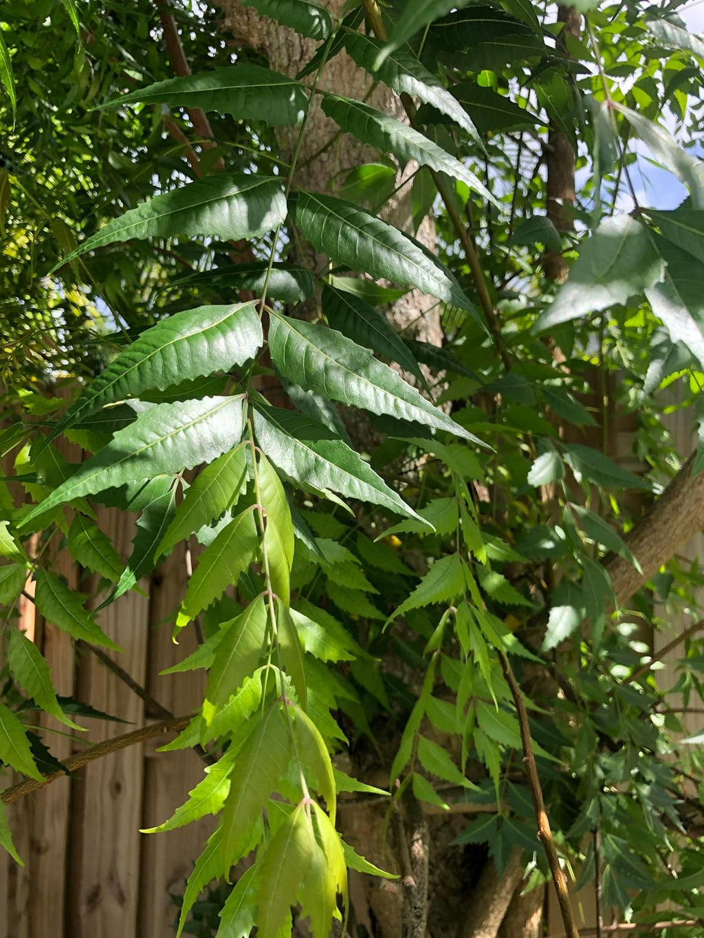 neem leaves for natural detox