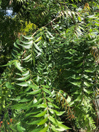 neem leaves for natural pest control