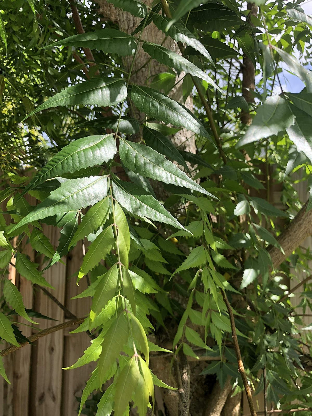 neem leaves for natural pest control