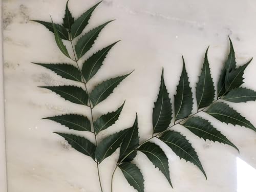 neem leaves for natural remedies