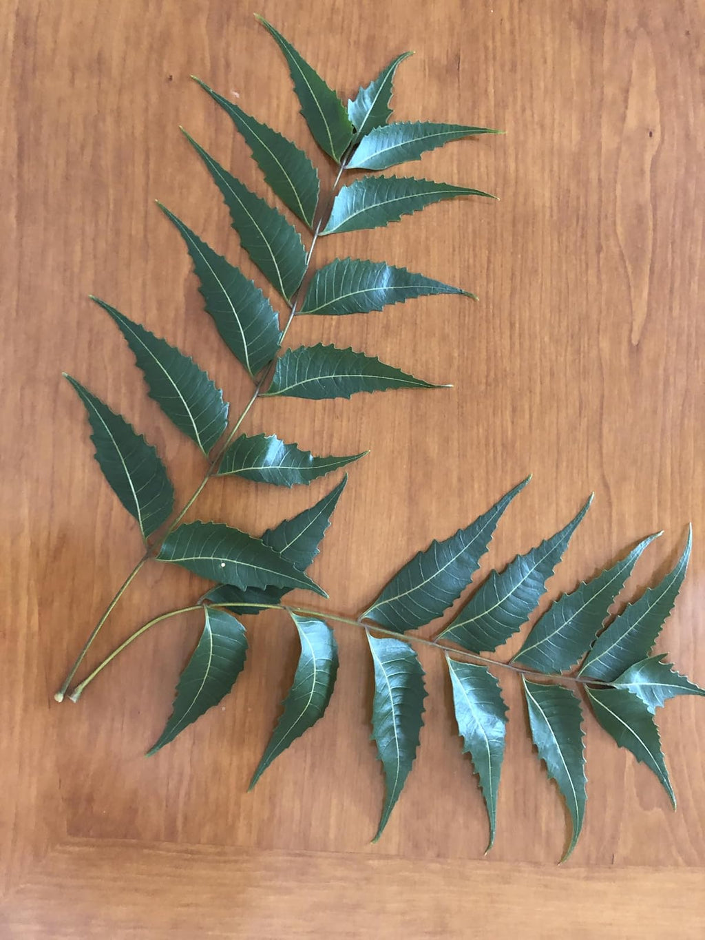 neem leaves for traditional medicine