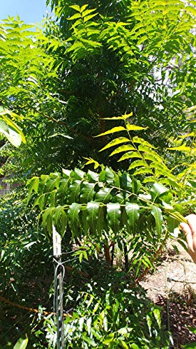 neem leaves sourced from USA