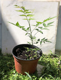 neem plant for natural pest control