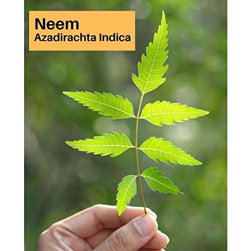 neem powder for acne treatment