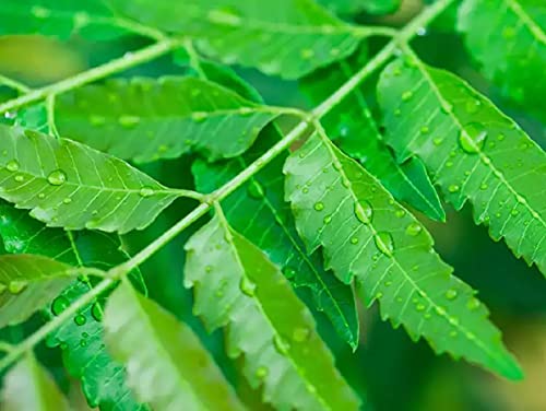 neem powder for anti-aging