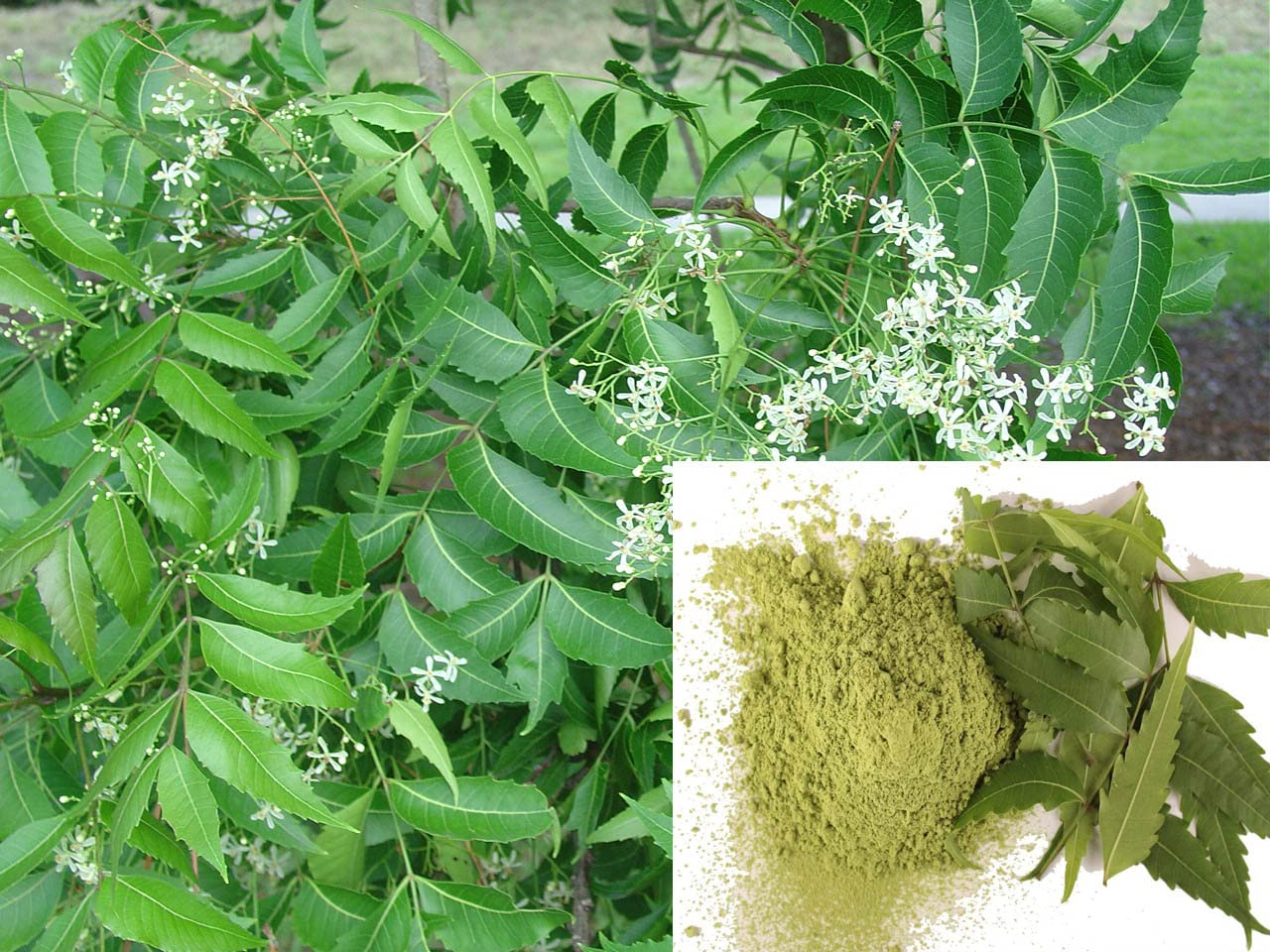 neem powder for hair care
