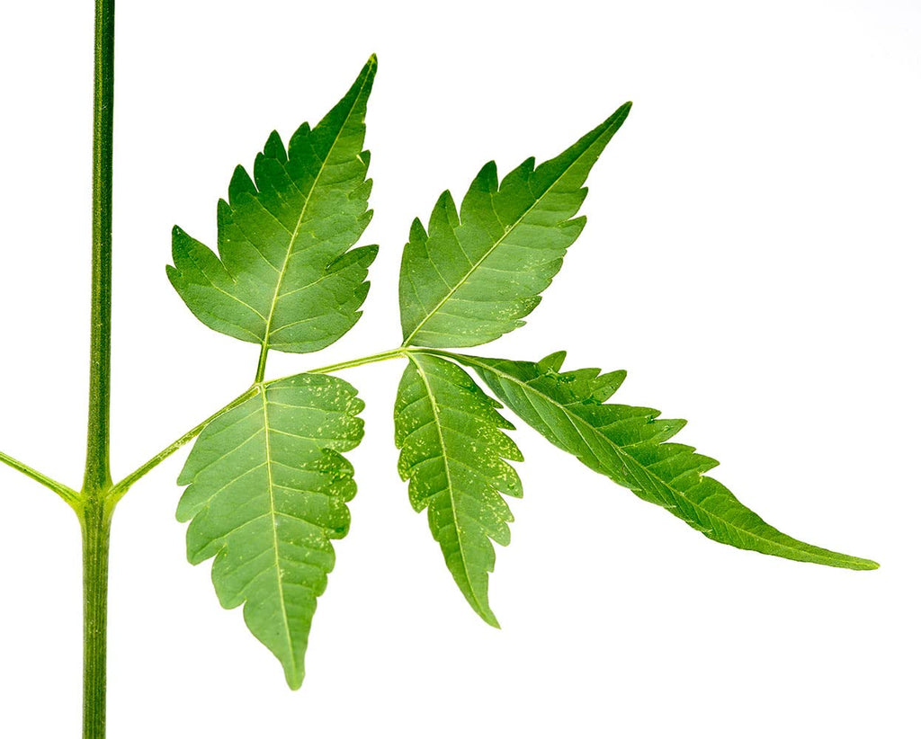 neem powder for hair growth support