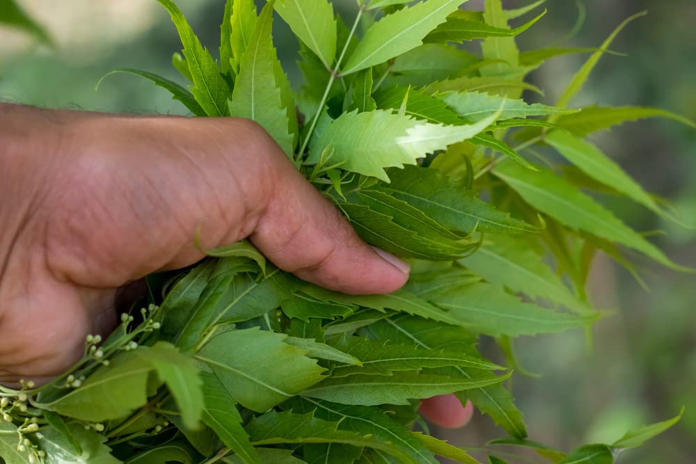 neem powder for herbal supplements