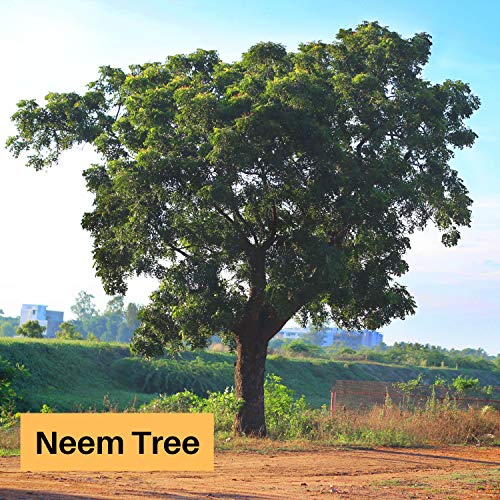 neem powder for herbal wellness