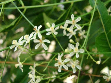 neem powder for immune support