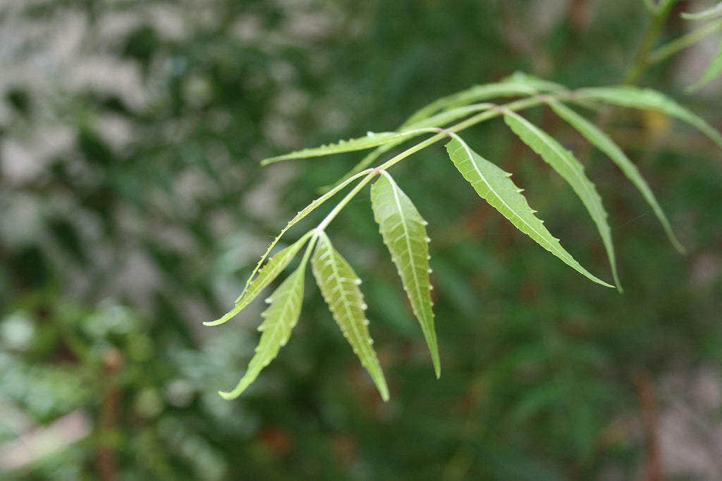 neem powder for natural skin care