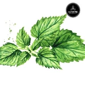 nettle extract for skin health