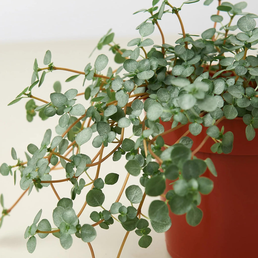 Nettle plant for office decor