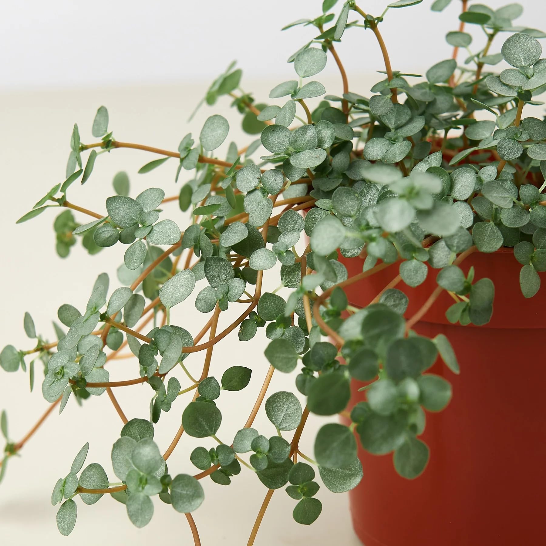 Nettle plant for office decor