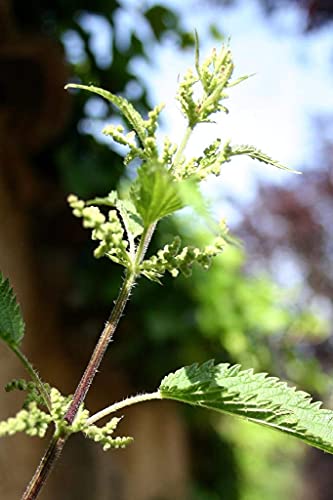 nettle powder for natural immune support