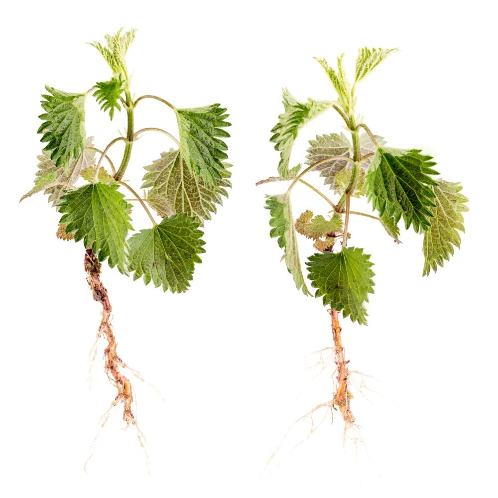 nettle root for immune support