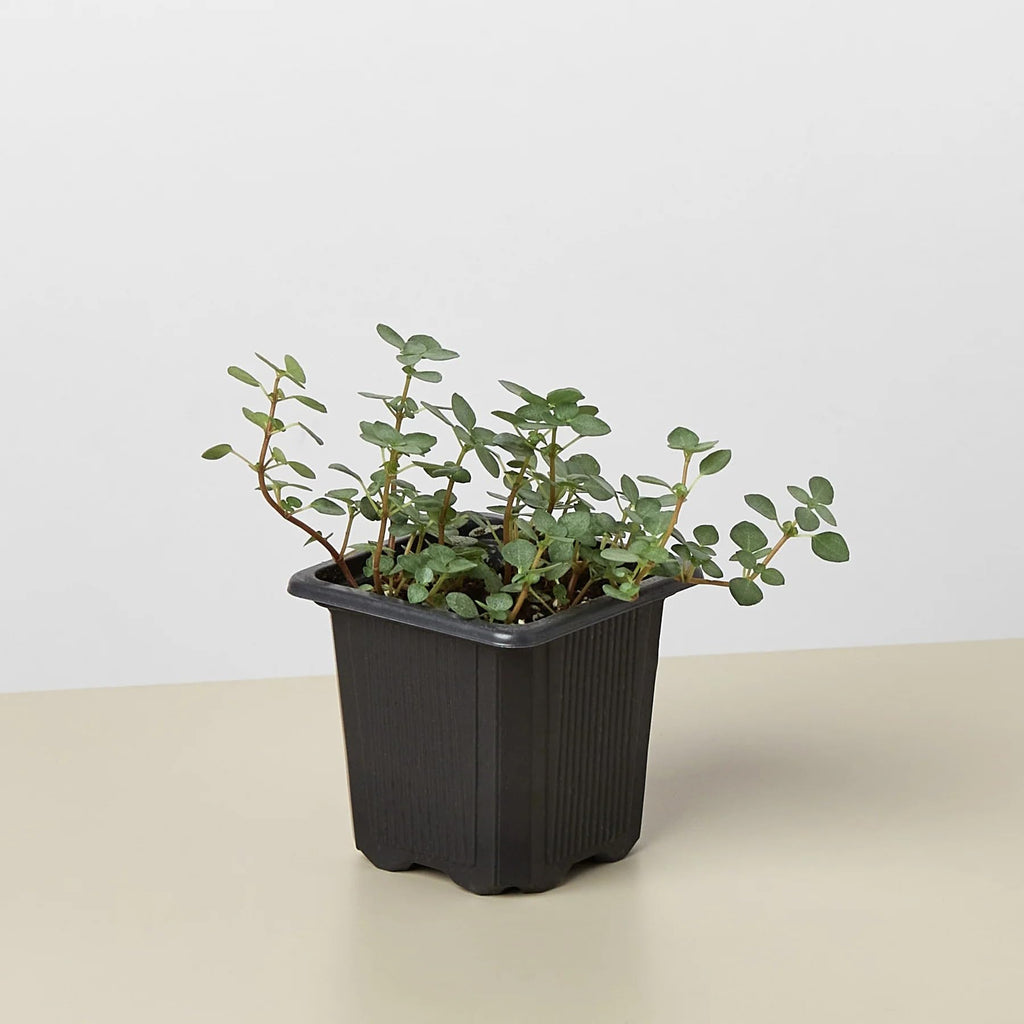 Nettle 'Silver Sparkle' indoor plant