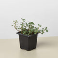 Nettle 'Silver Sparkle' indoor plant