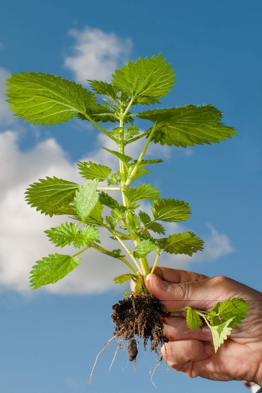 nettle tea for detoxification
