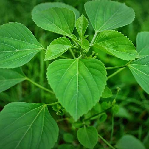 nettle tea for hormonal balance