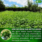 Nettle tea for natural wellness