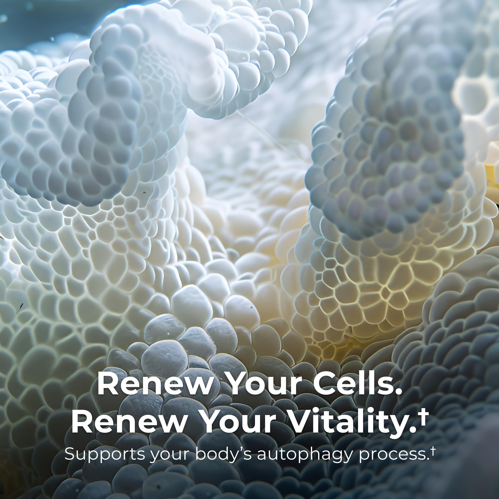 Neurogan spermidine for healthy aging