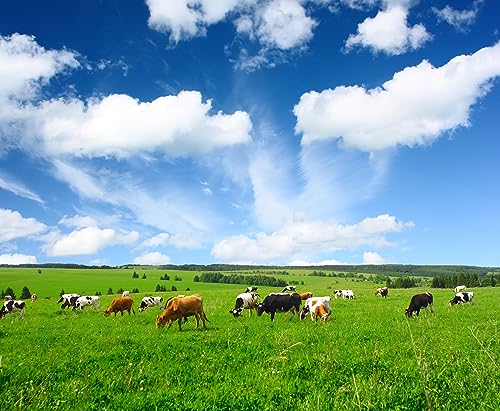 New Zealand sourced colostrum capsules