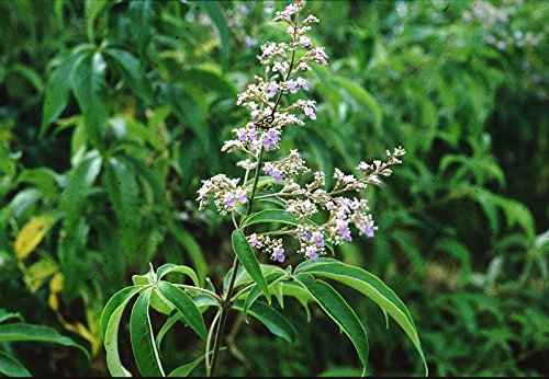 Nirgundi leaf powder for DIY body packs