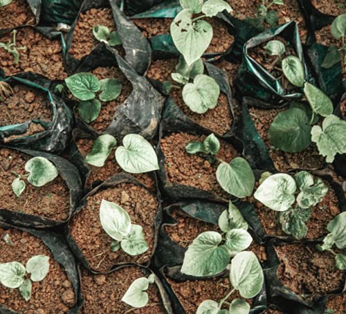 noble kava kava extract advantages