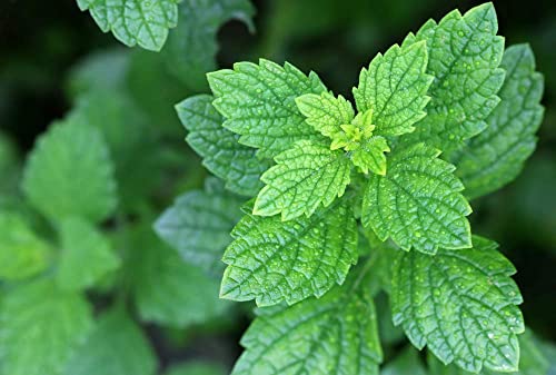 non-alcoholic herbal health solution