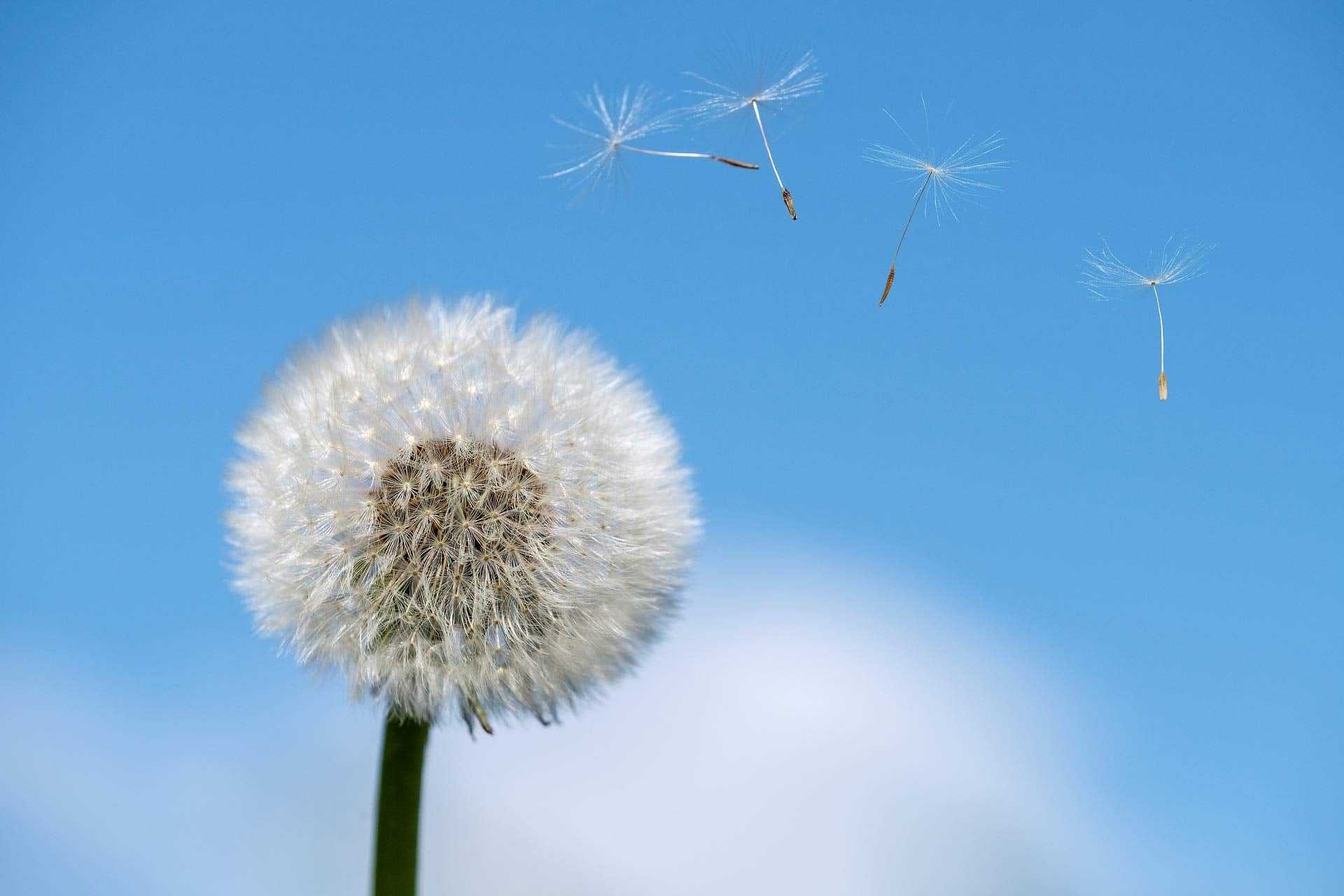 non-drowsy allergy relief solution