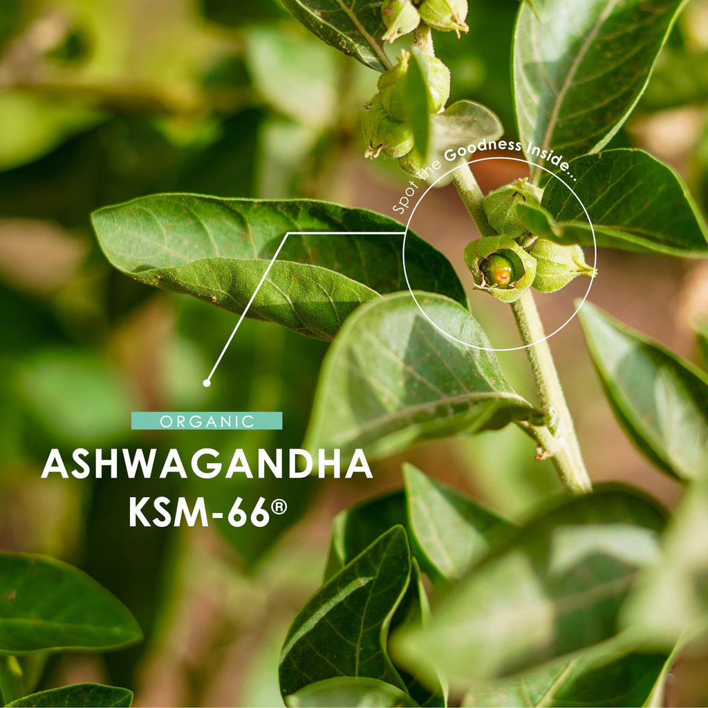 Non-GMO Ashwagandha for holistic health