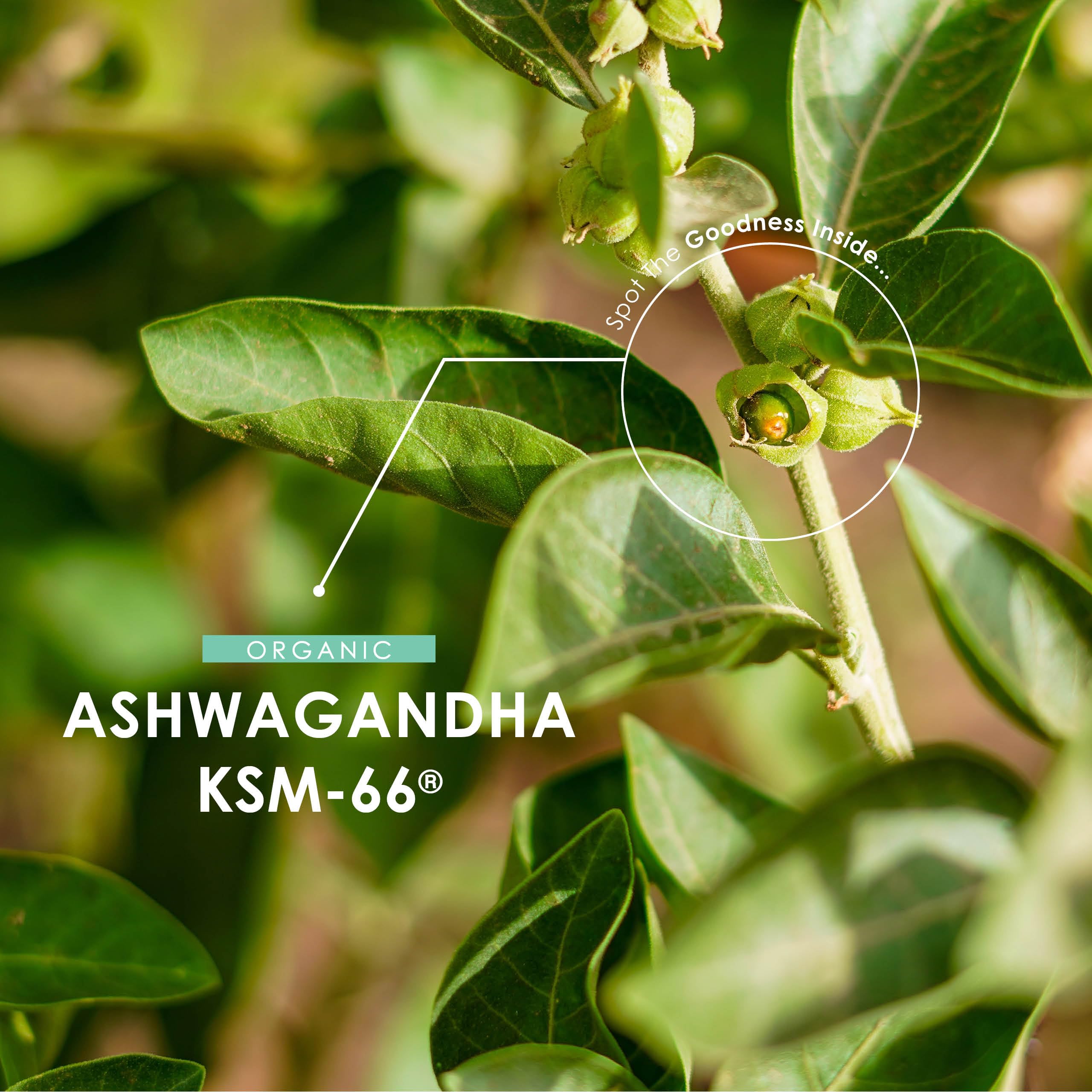 Non-GMO Ashwagandha for holistic health