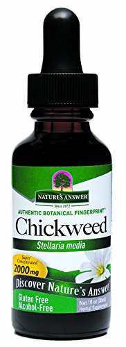 non-GMO echinacea extract for wellness