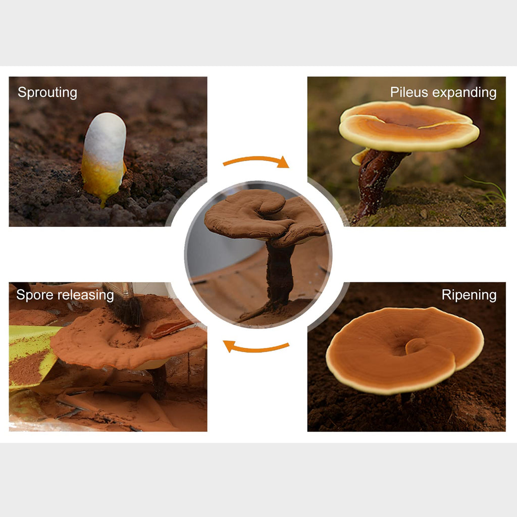 Non-GMO Ganoderma lucidum benefits