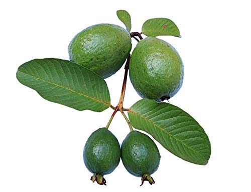 Non-GMO guava leaf extract benefits