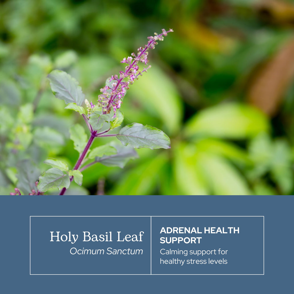 non-GMO holy basil for daily health