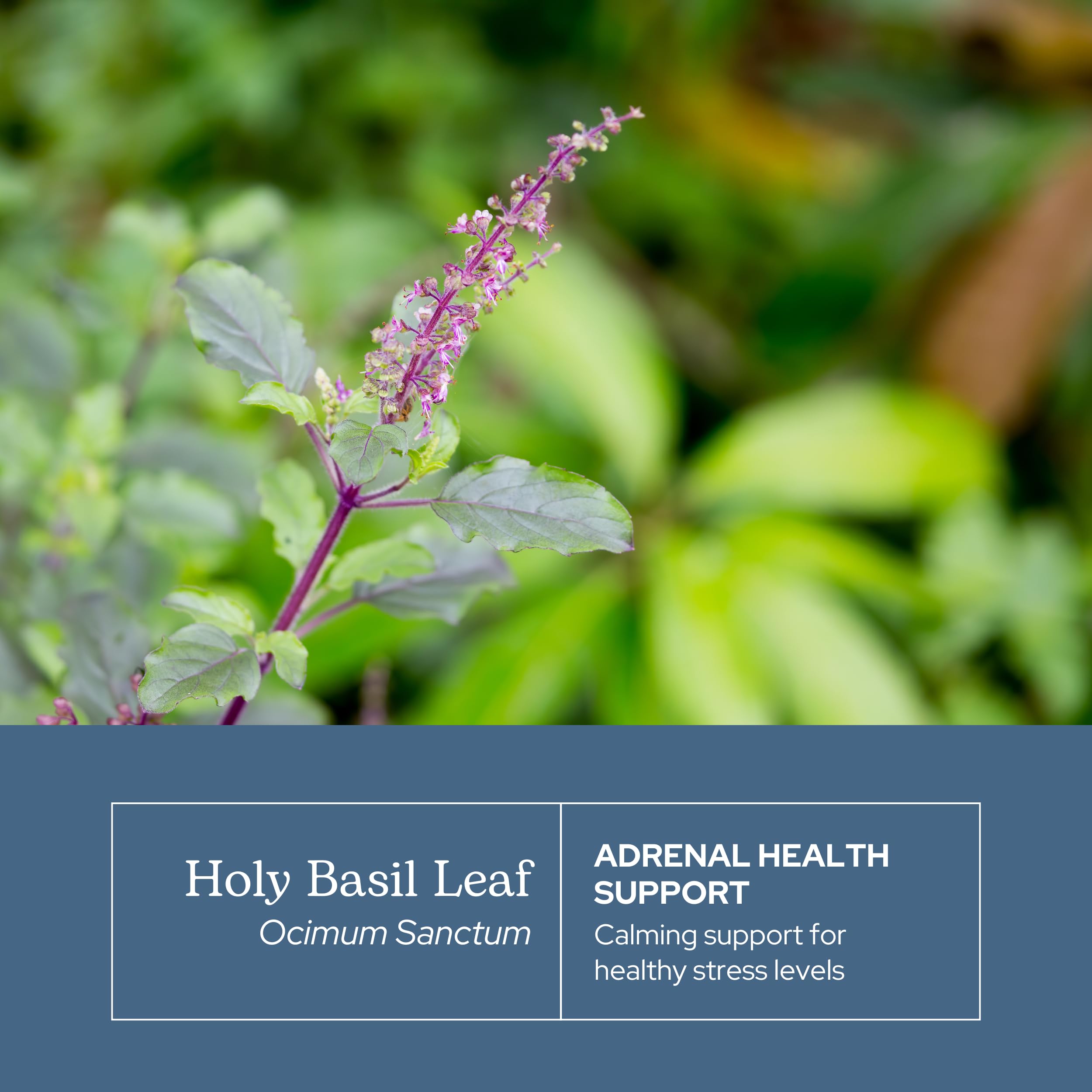 non-GMO holy basil for daily health