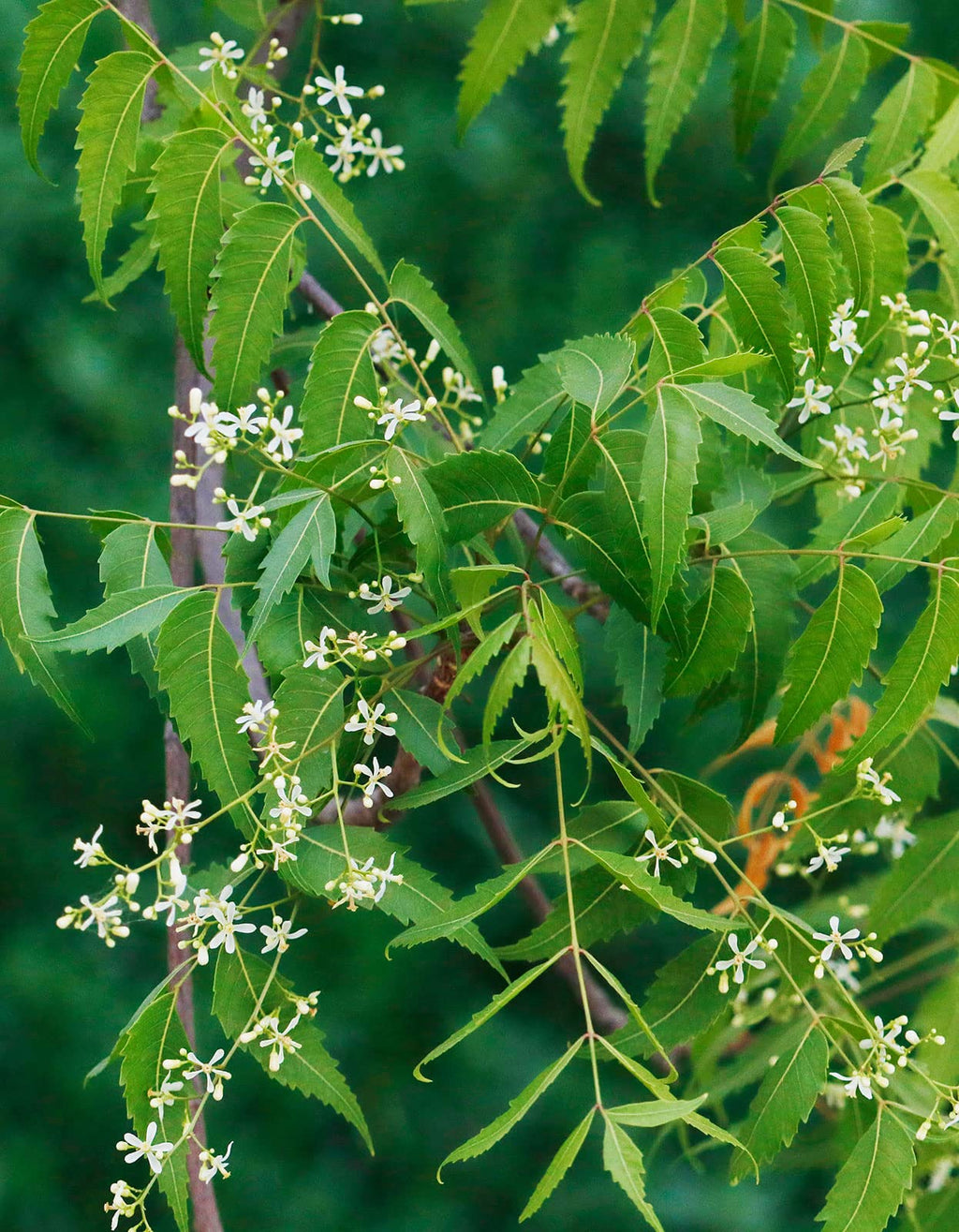 non-GMO neem powder for holistic care