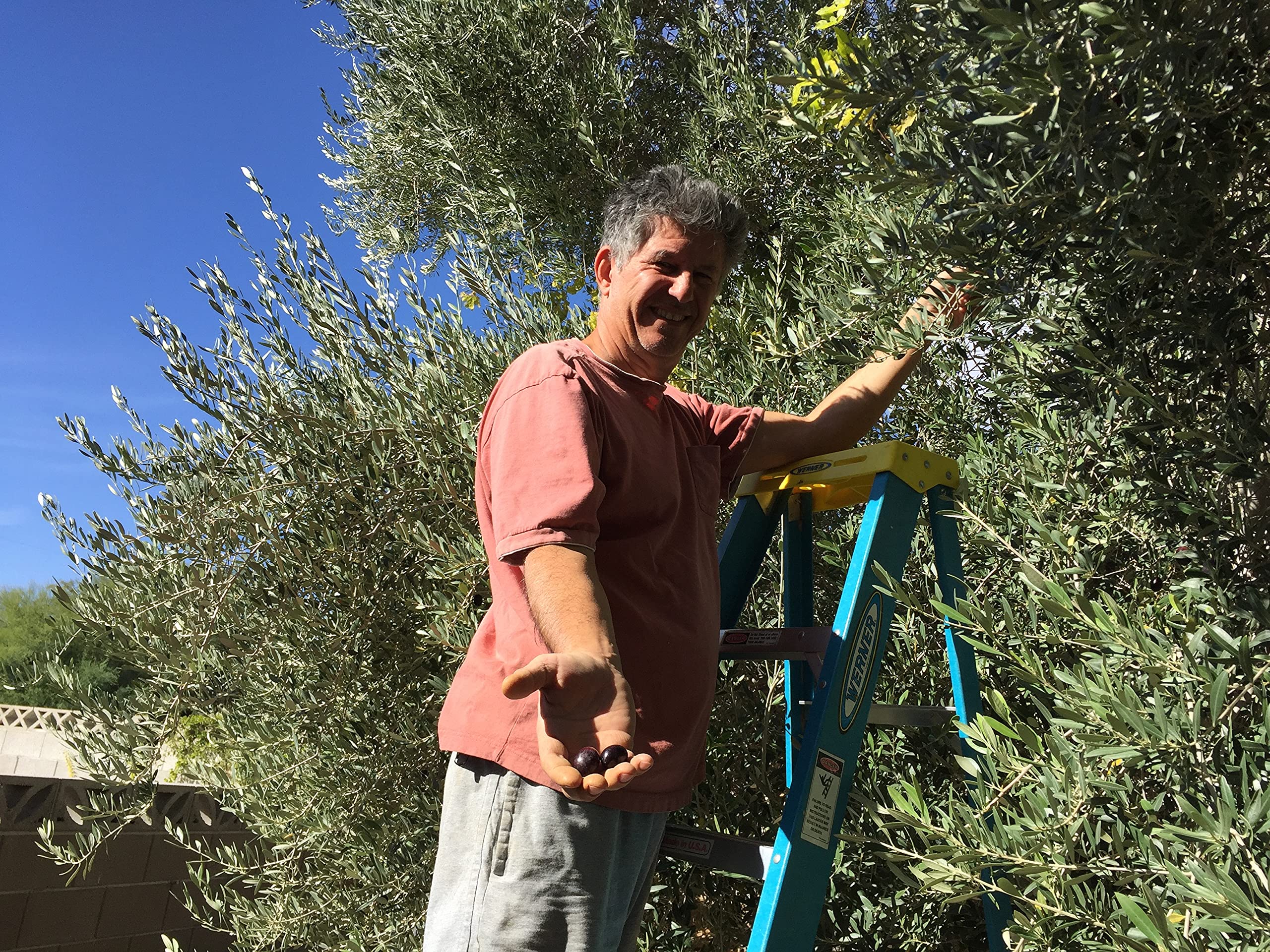 non-GMO olive leaf supplement Canada