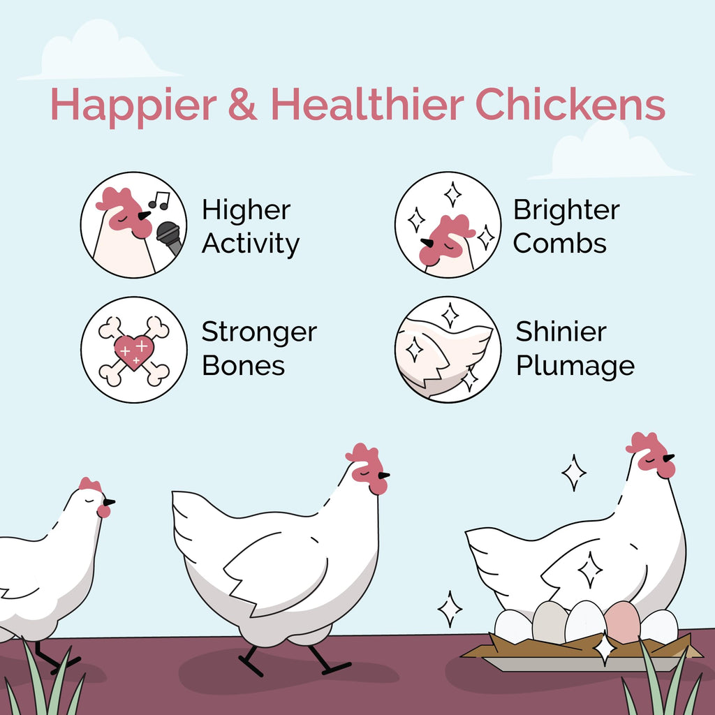 non-GMO poultry feed for healthier hens