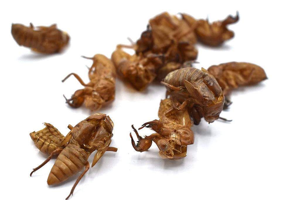 non-powdered cicada skin benefits