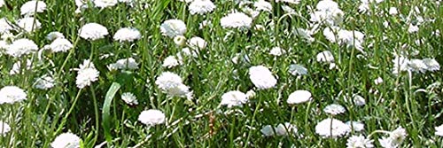 non-staining chamomile homeopathic medicine