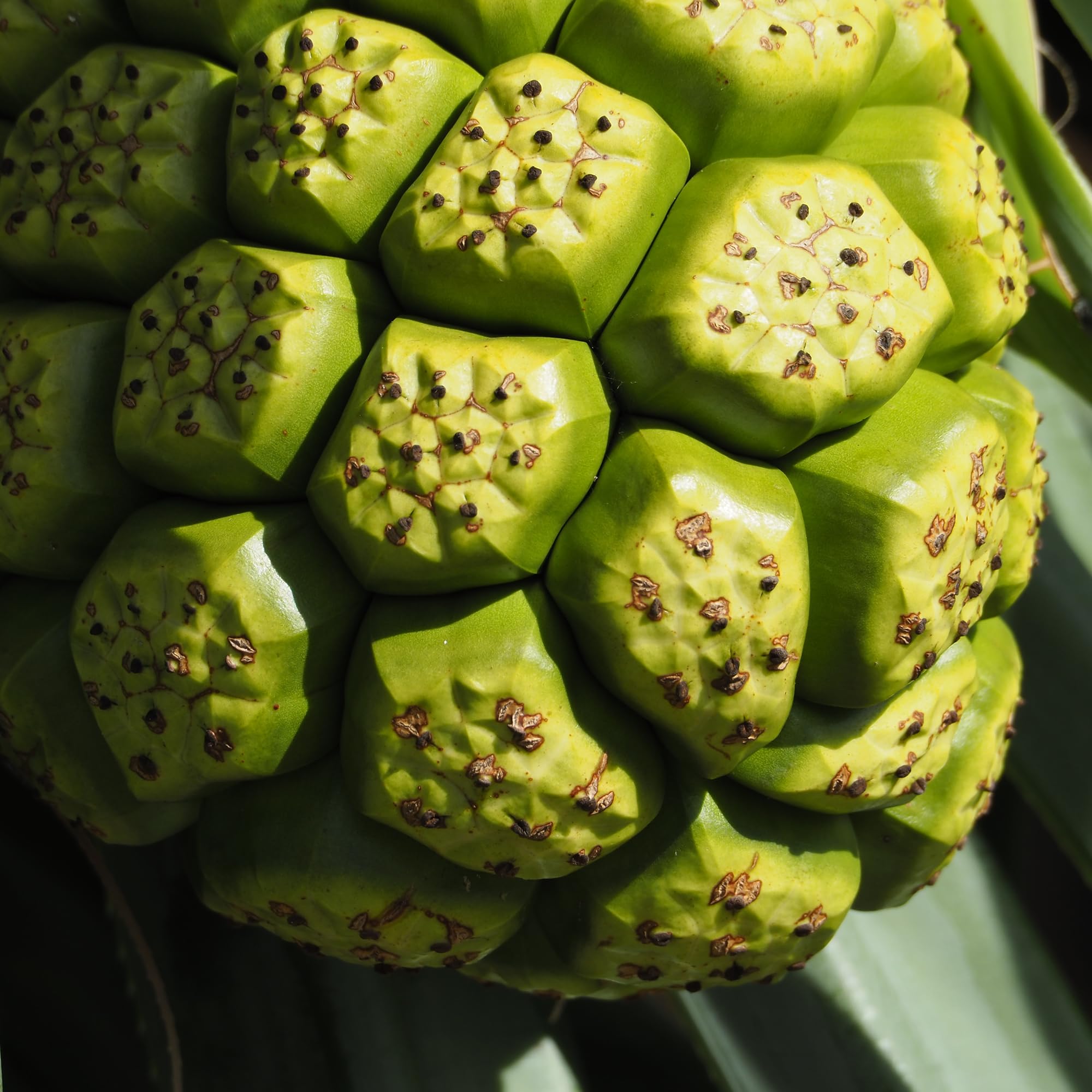 noni capsules for skin health