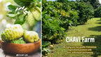 Noni herbal tea for digestive health