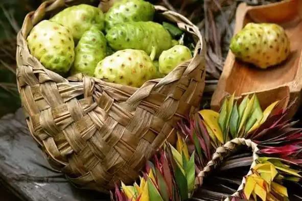noni juice for digestive health