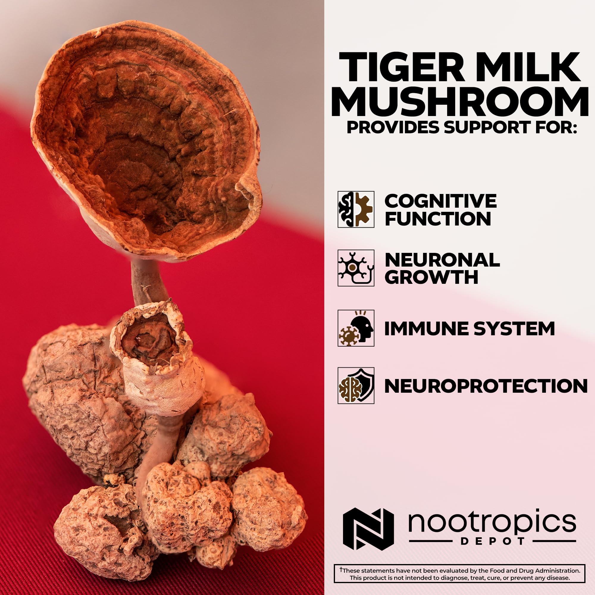 Nootropics Depot herbal mushroom supplement